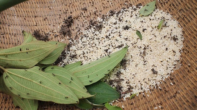 https://vietexplorer.com - Harvesting weaver ant eggs in Bac Giang province