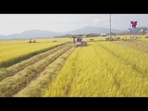 https://vietexplorer.com - Joint rice farming model brings farmers ...