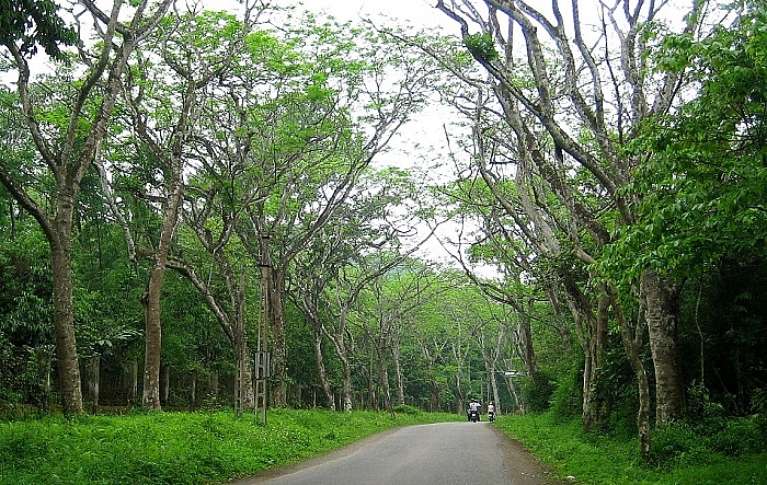 https://vietexplorer.com - Ma Da forest- a beautiful route for trekking ...