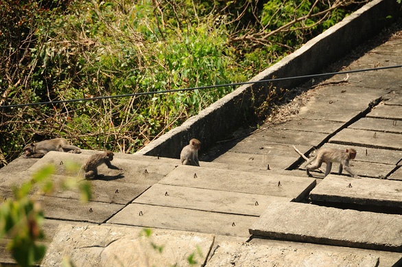https://vietexplorer.com - Monkeys stir up Cham Islands